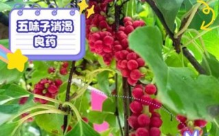 五味子有什么功效_五味子能长期吃吗