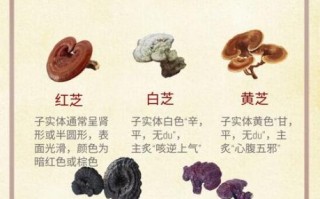 真假灵芝的区别图片_如何辨别野生灵芝