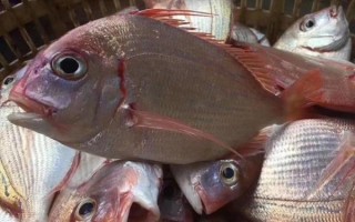 立鱼多少钱一斤_立鱼价格行情