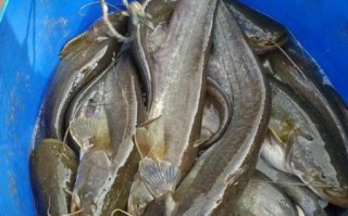 鲶鱼多少钱一斤_鲶鱼价格为什么差异大