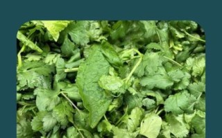 香菜怎么种_香菜种子需要泡水吗