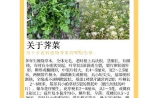 荠菜是什么菜_荠菜的别名有哪些