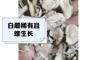 白色能吃的野生蘑菇有哪些_如何分辨可食用白蘑菇