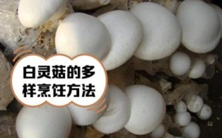 百灵菇图片_如何辨别真假百灵菇