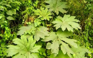 通草长什么样子_通草图片特征识别