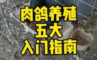 鸽子怎么养才不会飞走_家养鸽子防飞逃技巧