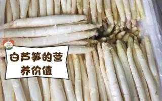 白芦笋哪里最好吃_白芦笋产地怎么选