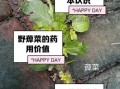 野蔊菜怎么吃_野蔊菜的功效与作用