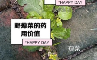 野蔊菜怎么吃_野蔊菜的功效与作用