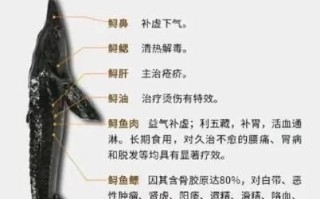鲟鱼的营养价值_鲟鱼的功效与作用