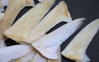 鱼翅种类区别图片_如何分辨真假鱼翅