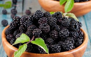 黑莓图片怎么拍_黑莓图片高清壁纸哪里下载