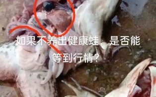 养10亩牛蛙多少成本_牛蛙养殖成本明细