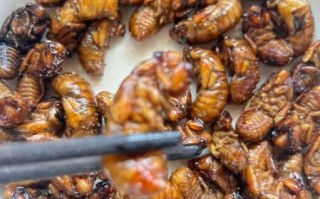 油炸知了的功效与作用_孕妇能吃吗