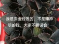 金线莲多少钱一斤_金线莲价格为什么差别大