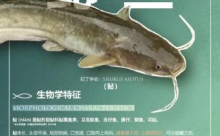 鲶鱼图片怎么拍_鲶鱼高清图鉴