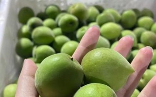 青梅酒泡多久可以喝_青梅酒泡制时间