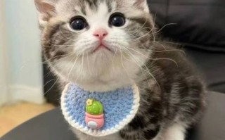 起司猫是什么品种_起司猫多少钱一只