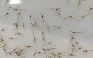 观赏虾怎么养_观赏虾品种推荐