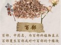百部的功效与作用有哪些_百部图片长什么样