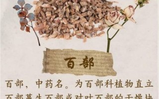 百部的功效与作用有哪些_百部图片长什么样