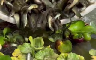 桂鱼养殖技术要点_桂鱼养殖注意事项