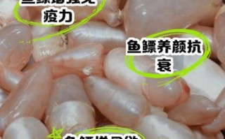 鱼鳔珠的功效与作用_鱼鳔珠怎么吃效果最好