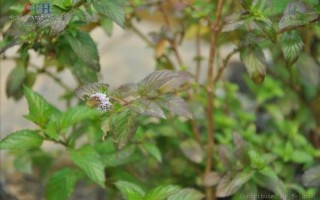香花菜图片_香花菜长什么样