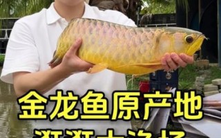 龙鱼价格排行_龙鱼为什么这么贵