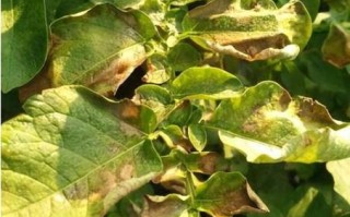 马铃薯晚疫病症状_如何识别