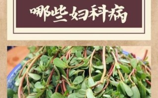 马苋菜什么人不宜吃_马苋菜禁忌人群有哪些