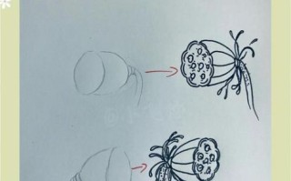 莲蓬简笔画怎么画_莲蓬简笔画步骤图