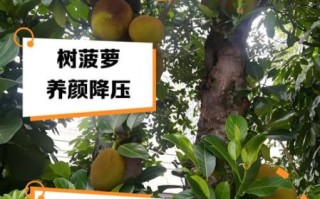 树菠萝的功效与作用_树菠萝怎么吃不上火