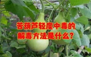苦瓠子有毒吗_中毒症状与解毒方法