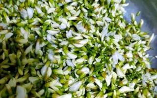 蒸槐花怎么蒸不黄_蒸槐花家常做法视频