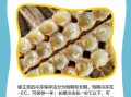 蜂王浆怎样保存更好_蜂王浆冷藏还是冷冻