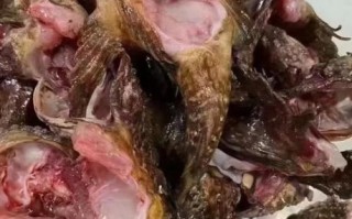 虎头鱼长什么样子_虎头鱼好吃吗