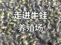 牛蛙养殖周期多久_牛蛙养殖周期成本利润
