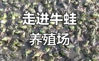 牛蛙养殖周期多久_牛蛙养殖周期成本利润
