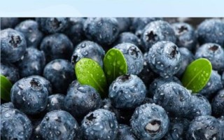 蓝莓皮可以吃吗_蓝莓皮的营养与清洗方法