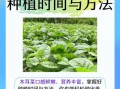 木耳菜怎么种植_木耳菜种植时间和方法