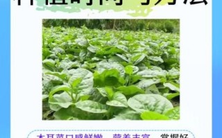 木耳菜怎么种植_木耳菜种植时间和方法