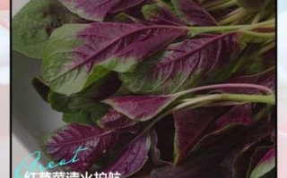 红米苋菜的功效与作用禁忌_什么人不能吃
