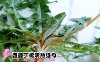 婆婆丁是什么植物_婆婆丁的功效与作用