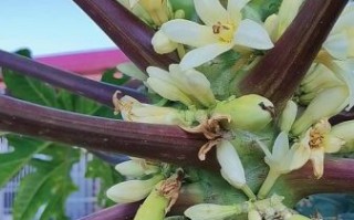 木瓜花的功效与作用_木瓜花怎么吃