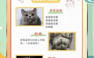 起司猫多少钱_起司猫价格影响因素