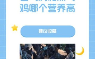 黑鸡和乌鸡的区别_哪个营养价值更高