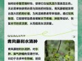 青风藤的功效与作用_青风藤主治哪些疾病