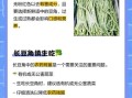 吃长豆角的好处和坏处_长豆角吃多了会怎样