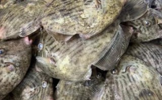 干炸扒皮鱼怎么做_干炸扒皮鱼酥脆技巧